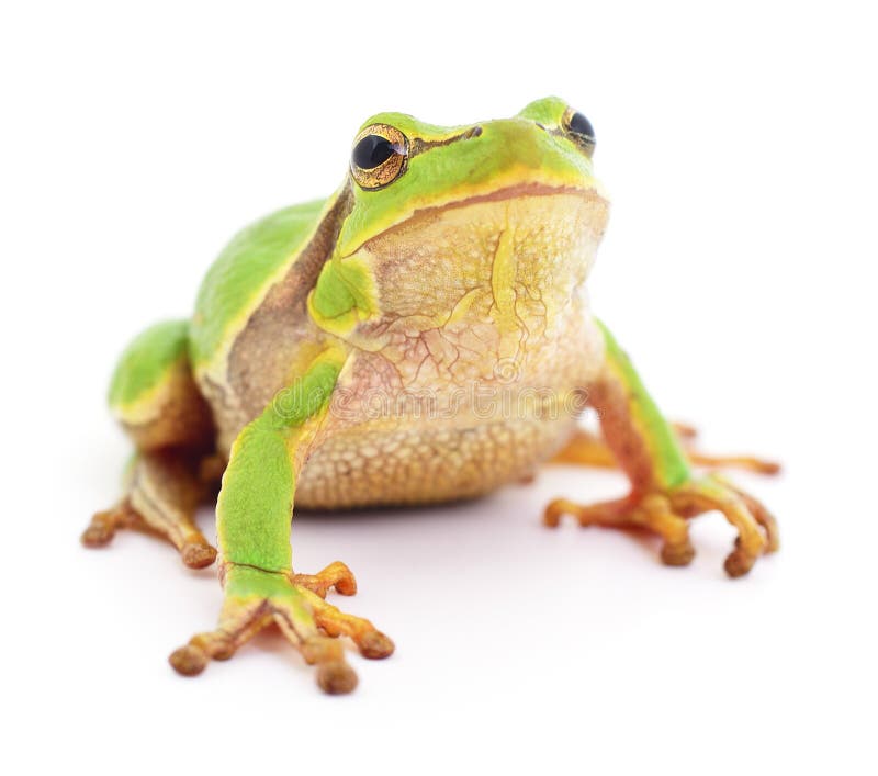 Small tree frog. stock photo. Image of color, copy, macro - 89401848