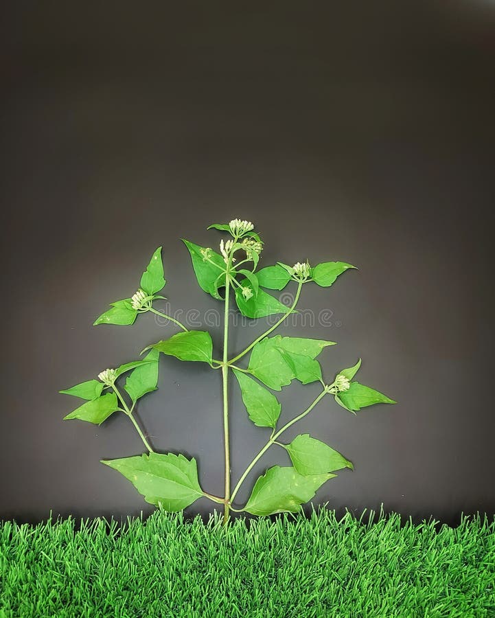 The Small Tree on the Grass. Stock Image - Image of flower, grass ...