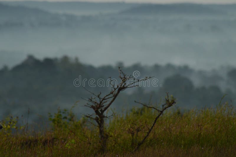 Small tree on grass field stock photo. Image of nature - 183902640
