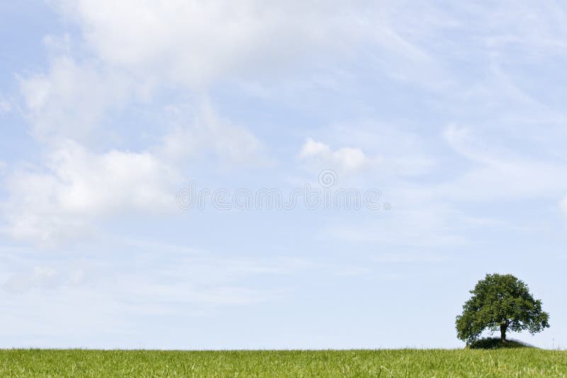 Lonely tree stock image. Image of field, single, nature - 191763