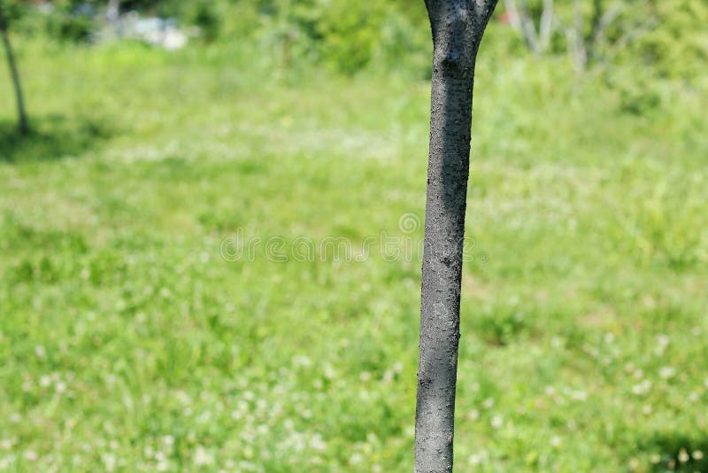 Small tree stock image. Image of gardens, natural, small - 73167919