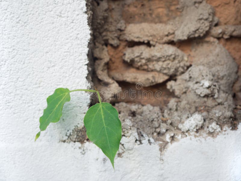 Small Tree and Green Leaf Growing through Cement. Foliage Growth on Old ...