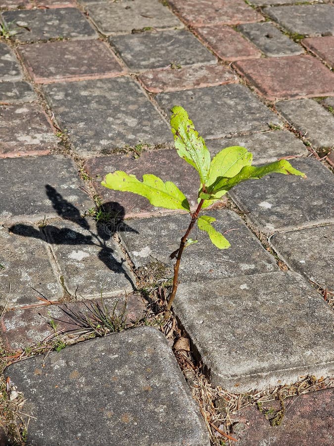 Small Tree Grow through Pavers Stock Photo - Image of grow, natural ...