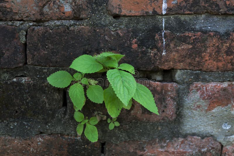 Small tree growing stock photo. Image of design, tree - 82376744