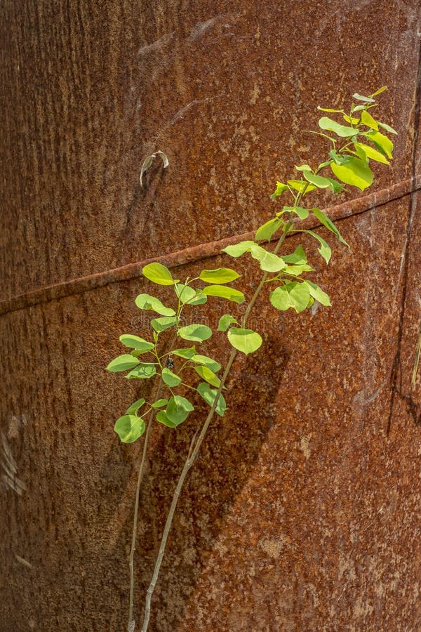 131 Pipe Tree Root Stock Photos - Free & Royalty-Free Stock Photos from ...