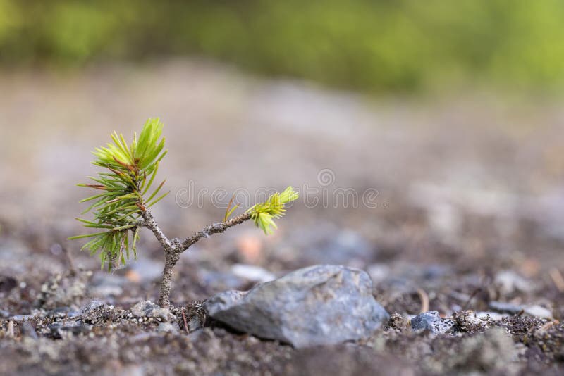 Small Tree Growing on the Ground. Close-up Stock Photo - Image of ...