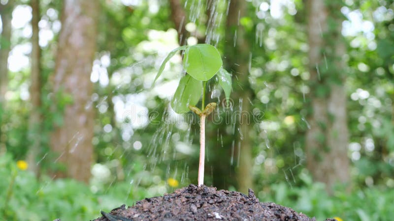 Small Tree Growing it Has Been Planted and Watered Well Stock Video ...