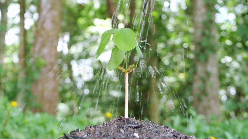 Small Tree Growing it Has Been Planted and Watered Well Stock Footage ...