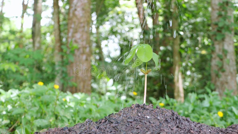 Small Tree Growing it Has Been Planted and Watered Well Stock Video ...