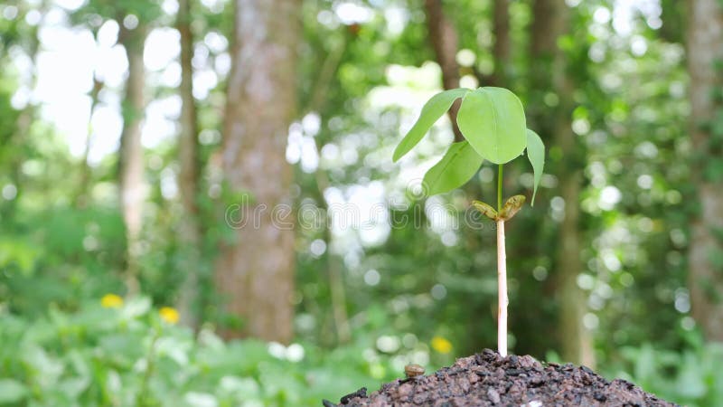 Small Tree Growing it Has Been Planted and Watered Well Stock Video ...
