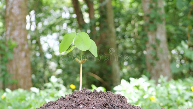 Small Tree Growing it Has Been Planted and Watered Well Stock Footage ...