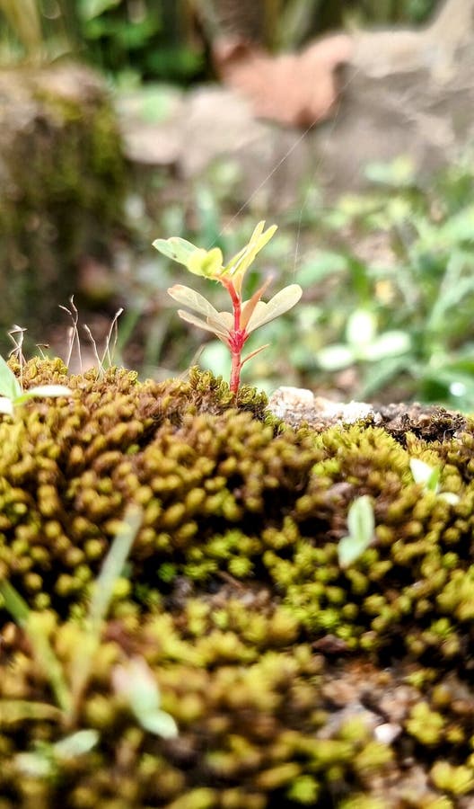 A Small Tree Growing in the Moss of the Rocks, so Beautiful Stock Photo ...