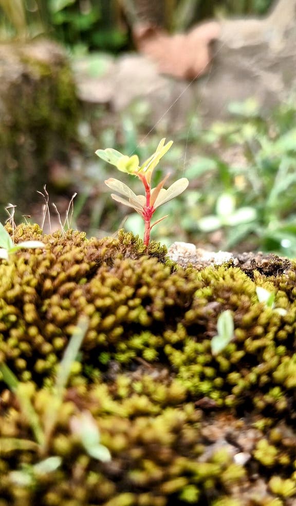 A Small Tree Growing in the Moss of the Rocks, so Beautiful Stock Photo ...