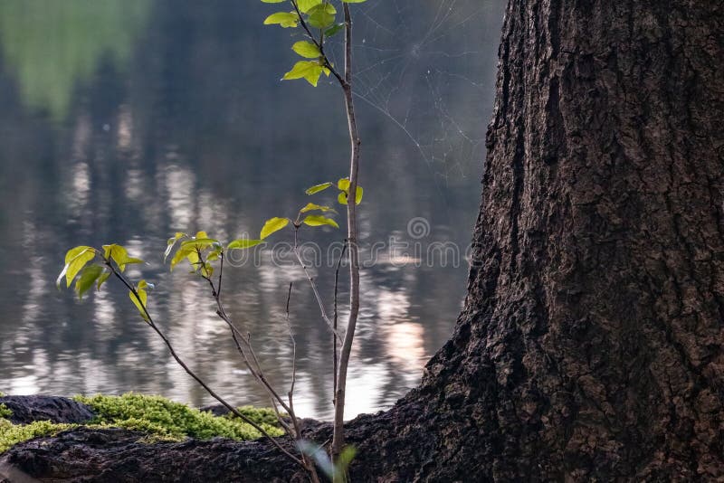 Small Tree Growing Out of the Rootbase of a Pine Tree Stock Image ...