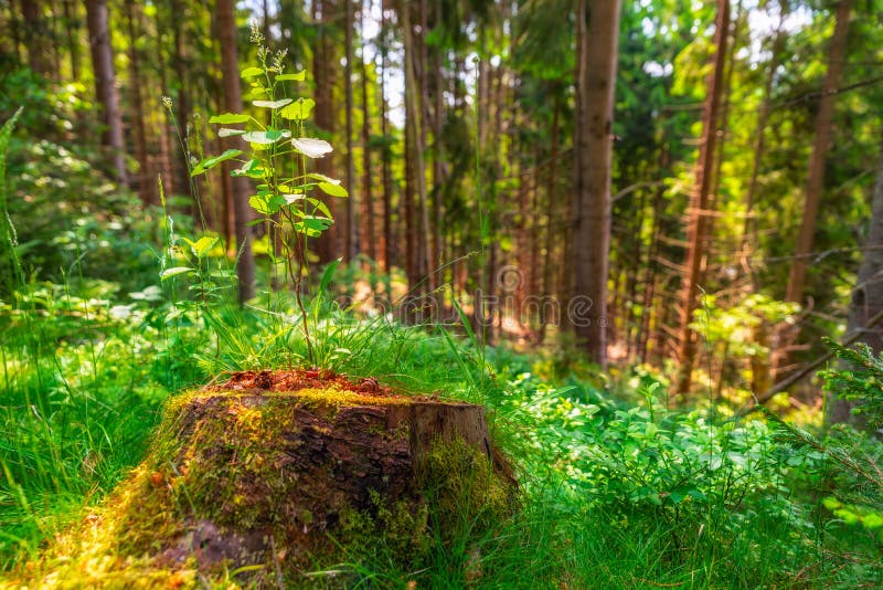 Small Tree Growing Out of a Stump Stock Photo - Image of tree, leaf ...
