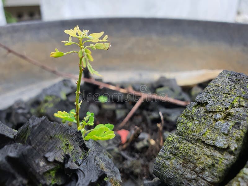 A Small Tree Growing on a Rock Stock Image - Image of growing, small ...