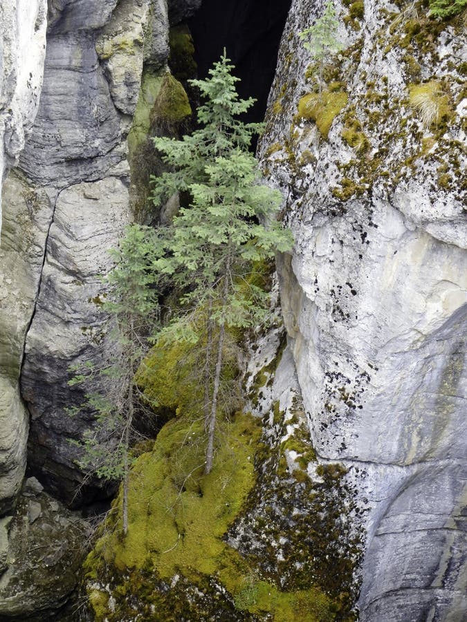 A Small Tree is Growing from the Rock Stock Photo - Image of plant ...