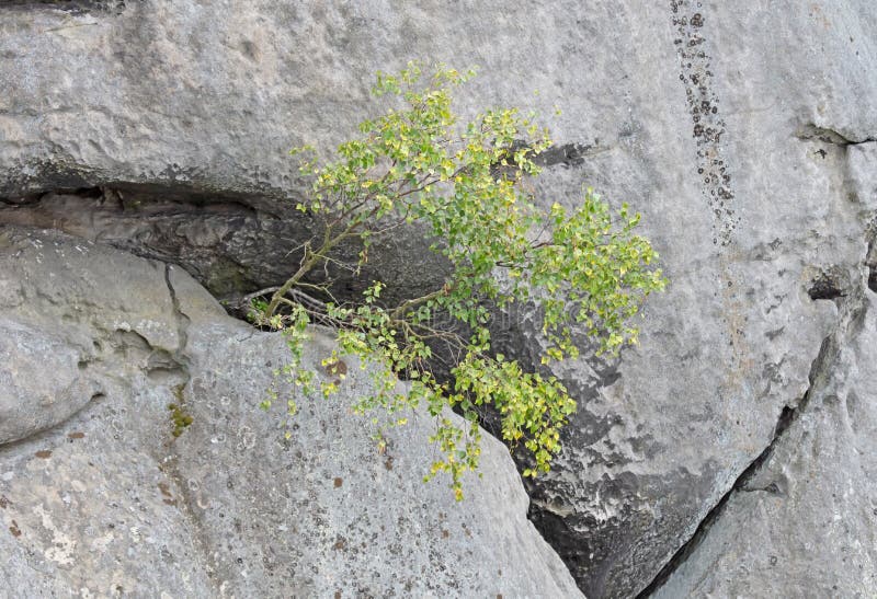 Small Tree Growing in the Rock Stock Photo - Image of tree, grow: 200483124