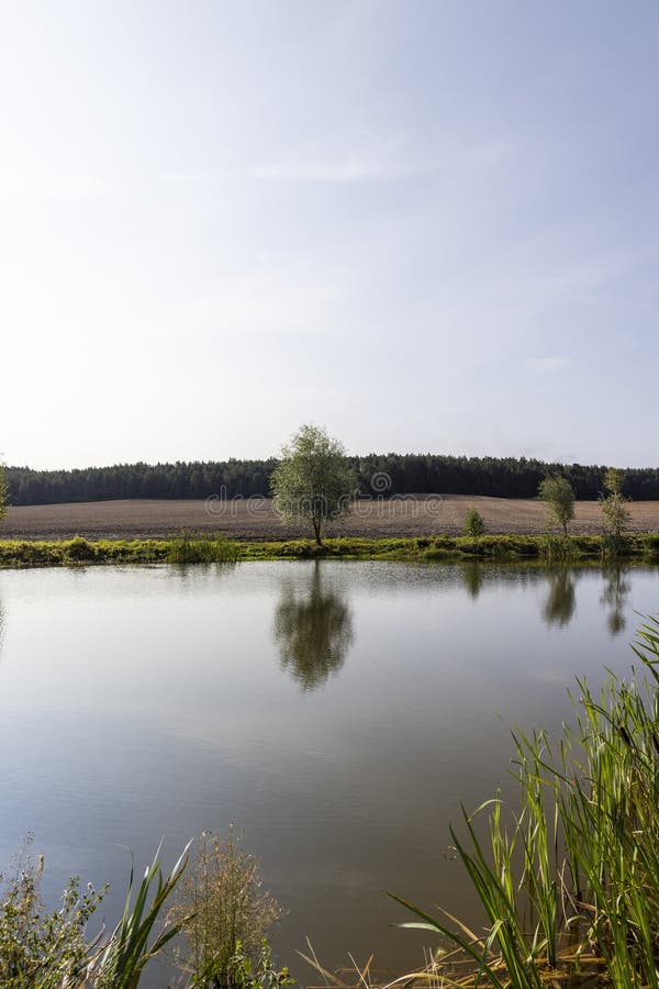 A Small Tree Growing on the Shore of a Lake Stock Photo - Image of ...