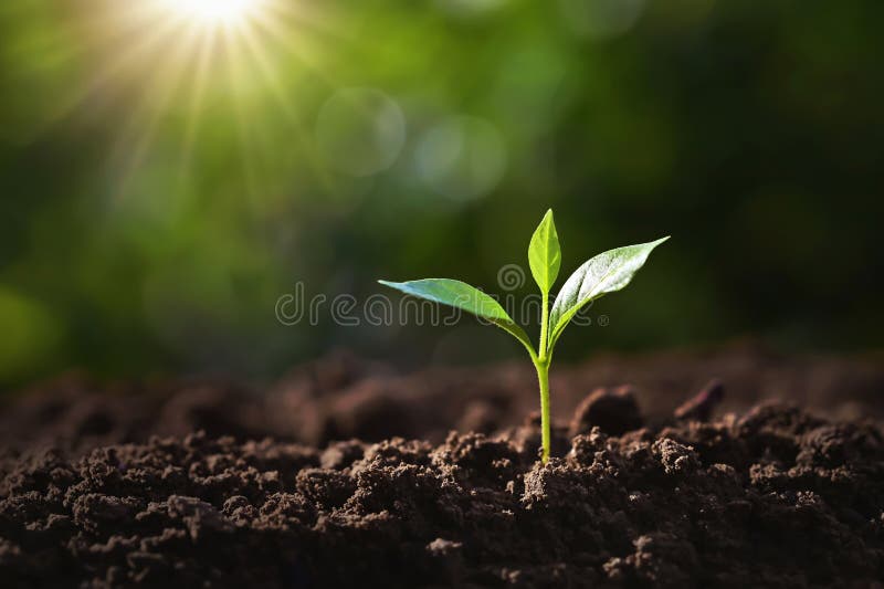 Small Tree Growing on Soil in Garden with Sunshine. Eco Stock Photo ...