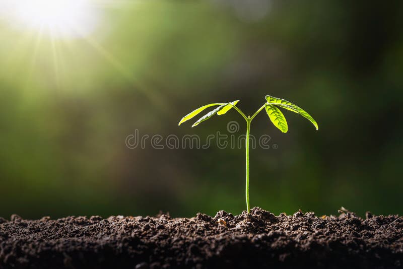 Small Tree Growing on Soil in Garden with Sunshine. Eco Environment ...