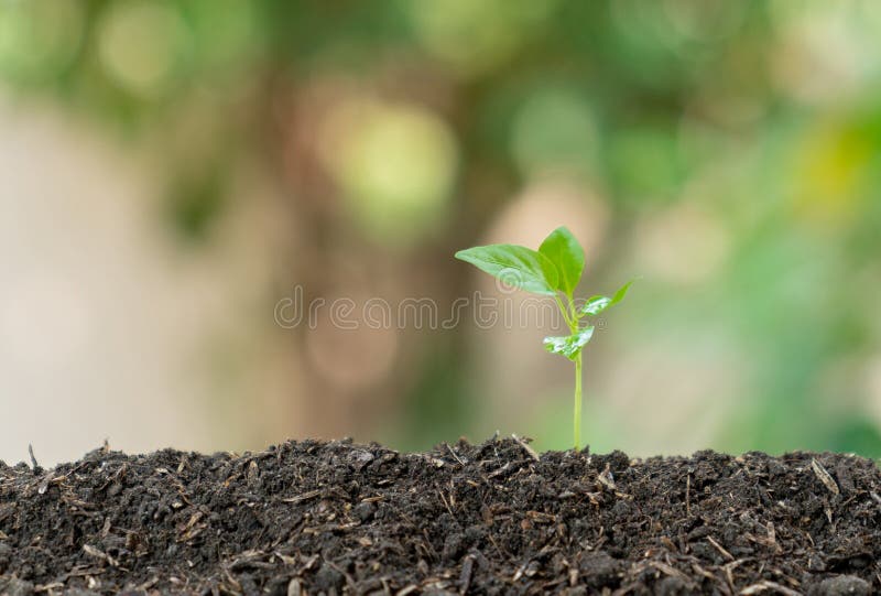 Small Tree Growing with Sunshine in Garden Stock Image - Image of ...