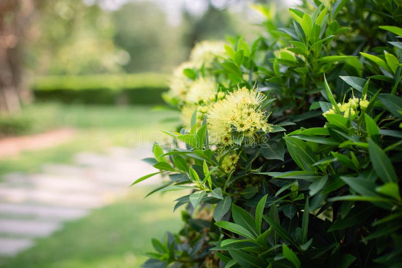 Small Tree Growing with Sunshine in Garden. Eco Concept Stock Photo ...