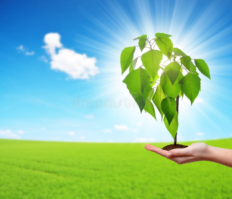 Small Tree Growing in Woman Hand. Stock Photo - Image of ecosystem ...