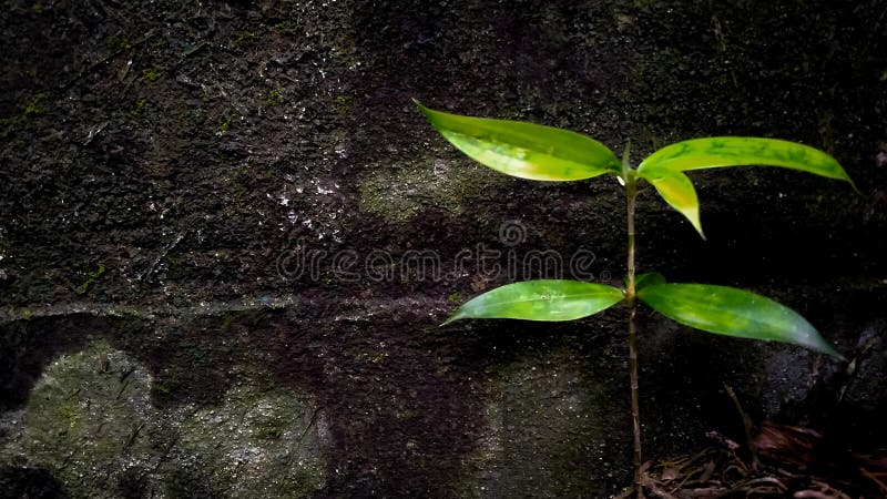 A Small Tree Grows Against the Wall Stock Image - Image of yellow ...