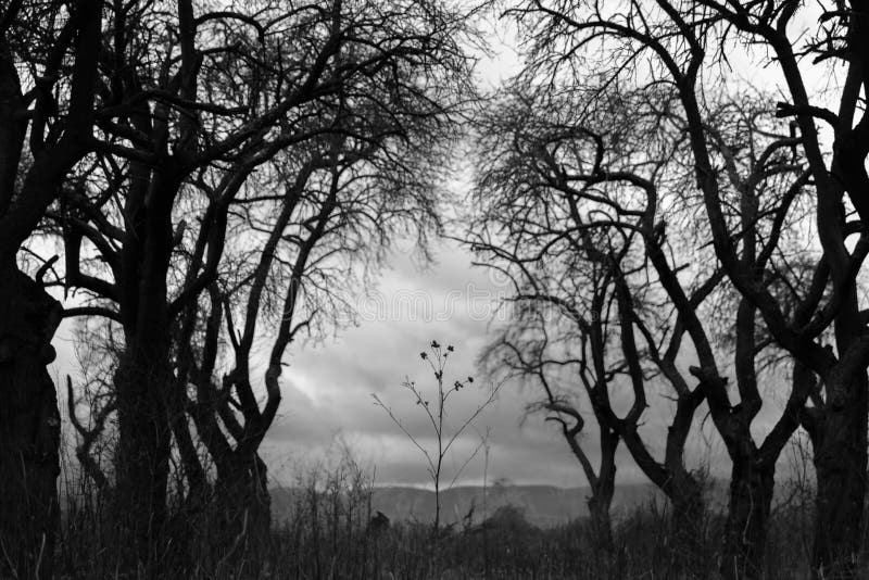 The Small Tree Grows between the Big Old Trees Stock Photo - Image of ...