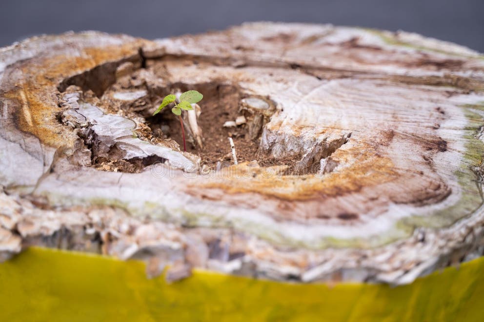 A Small Tree Grows among the Dry Stumps Stock Image - Image of color ...