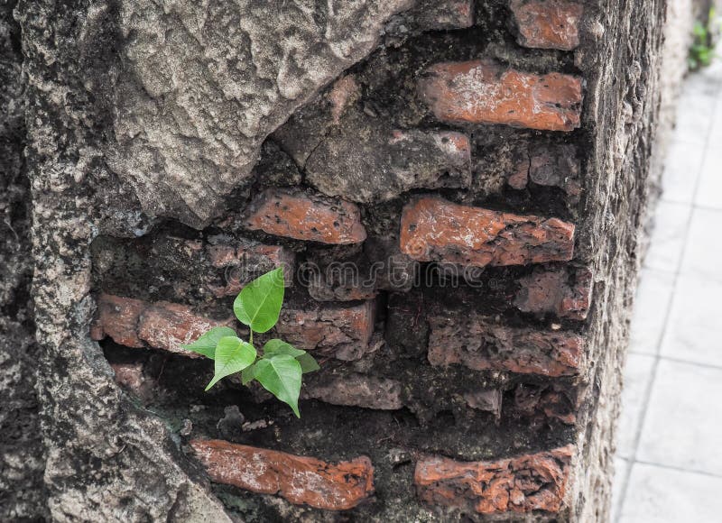 Small Tree are Growth on Old Brick Stock Photo - Image of grow ...