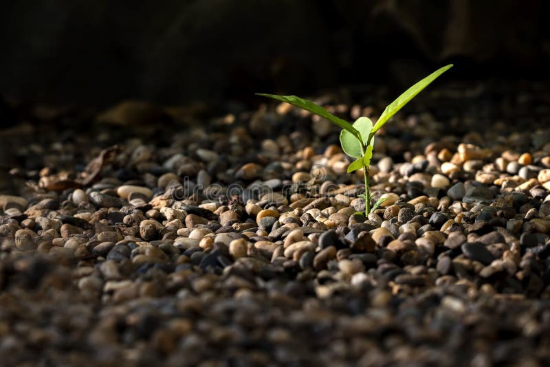 Small Tree Growth on the Rock Stock Photo - Image of sprout, healthy ...