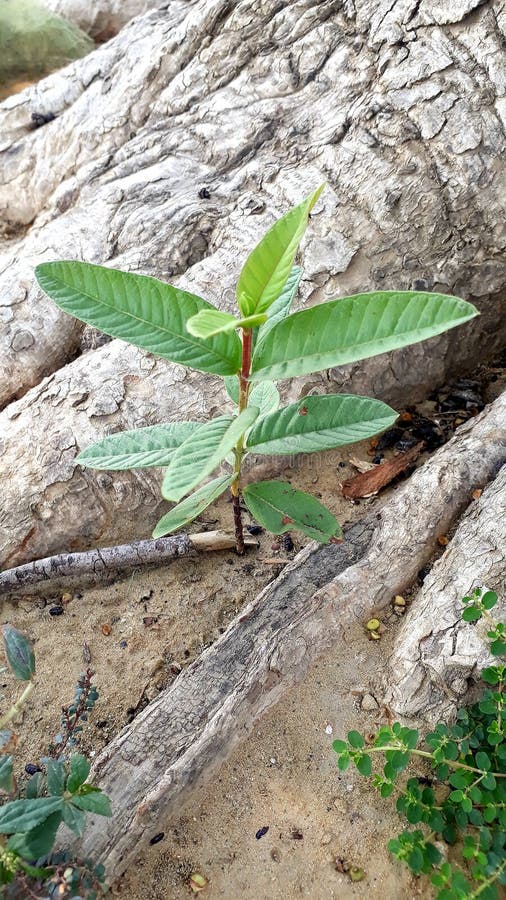 The small tree of guava stock photo. Image of guava - 151163408