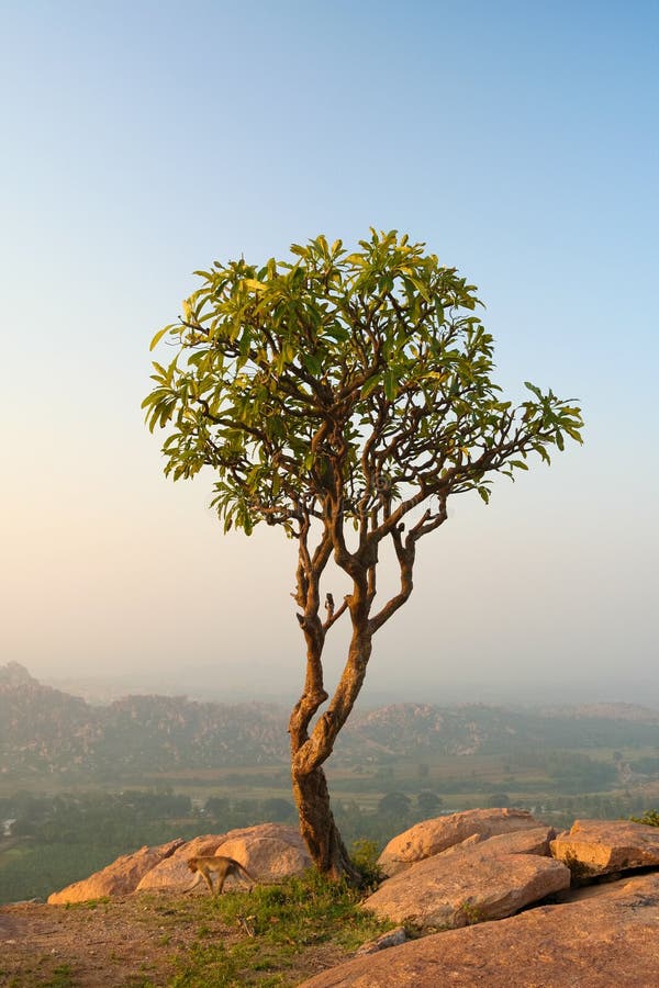 Small tree in hampi india stock photo. Image of nature - 89577190