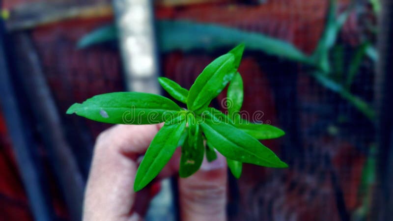 Small tree on hand stock image. Image of nature, small - 82906479