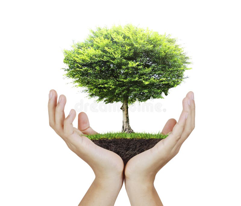 Small tree in hand stock photo. Image of holding, green - 38214940