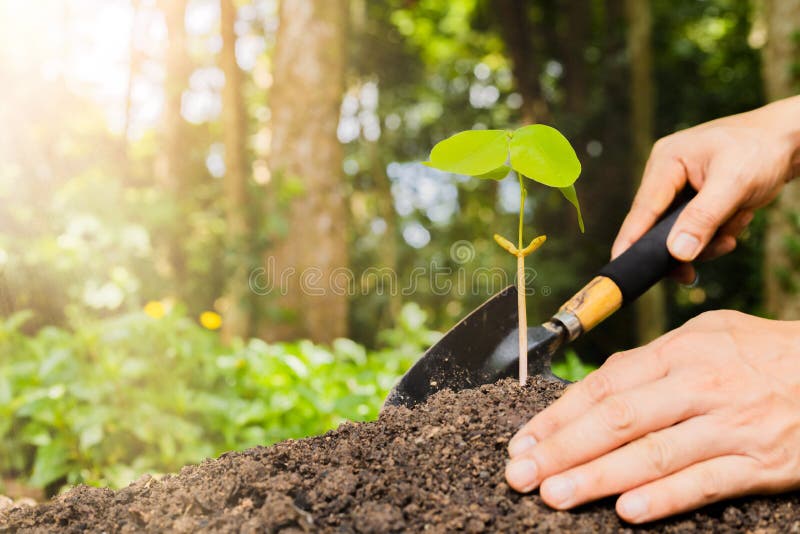 A Small Tree and Hands are Planting Trees Tenderly Stock Image - Image ...