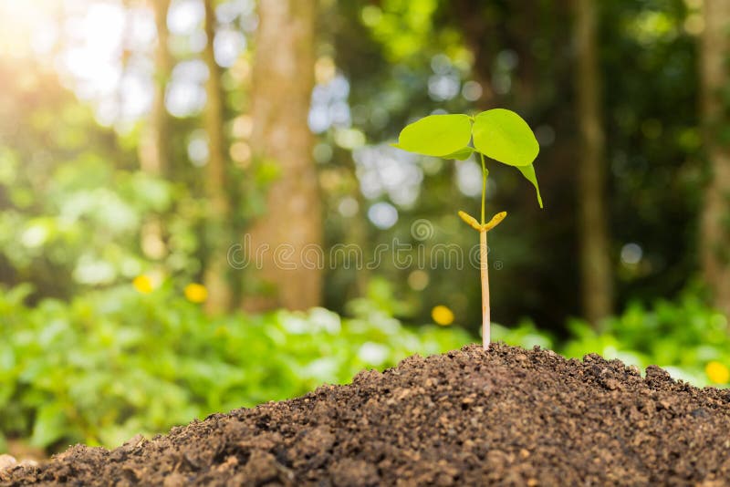 A Small Tree and Hands are Planting Trees Tenderly Stock Photo - Image ...