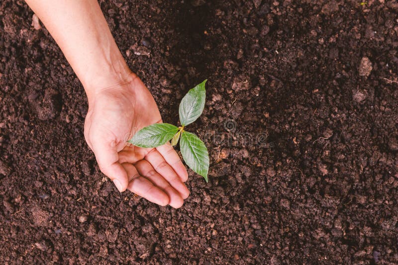 A Small Tree and Hands are Planting Trees Tenderly Stock Photo - Image ...