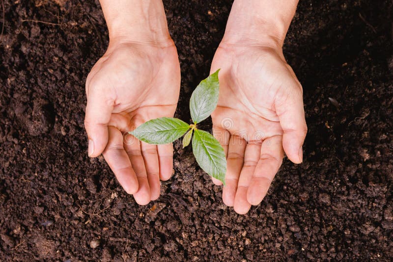 A Small Tree and Hands are Planting Trees Tenderly Stock Image - Image ...
