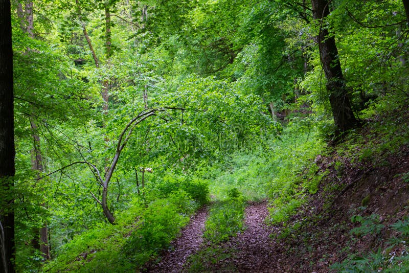 Small Tree Hanging Over a Dirt Road in the Forest Stock Image - Image ...