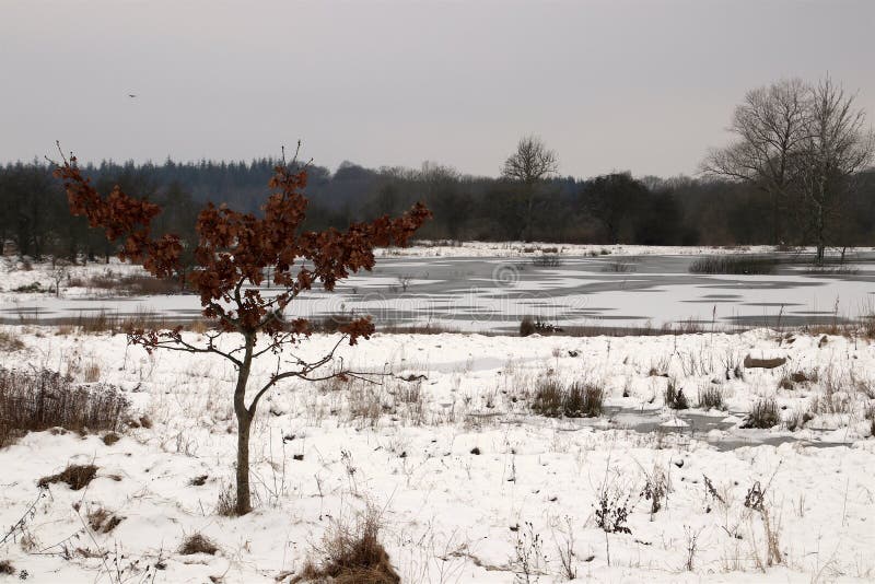 Small Tree at the Ice Covered Lake Stock Photo - Image of tree, small ...