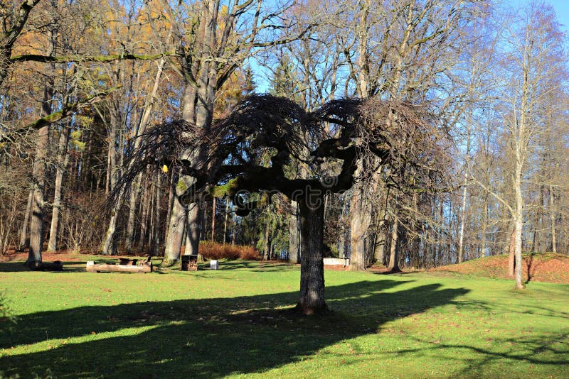 Small Tree with Intertwining Branches in a Clearing in an Old Park ...