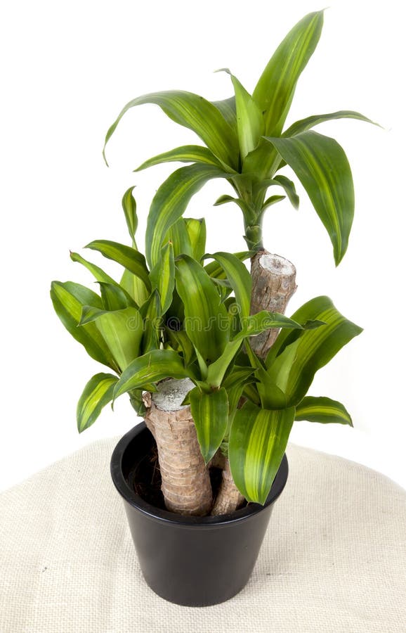 Small tree stock image. Image of eating, cultivated, bonsai - 35467881