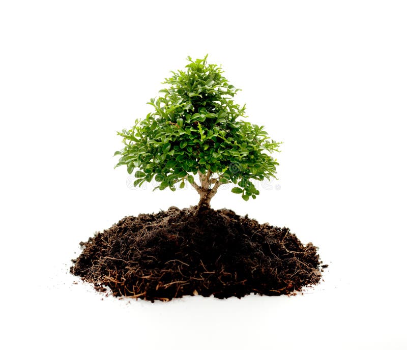 Small Tree Growing Out from Soil Stock Photo - Image of gardening, copy ...