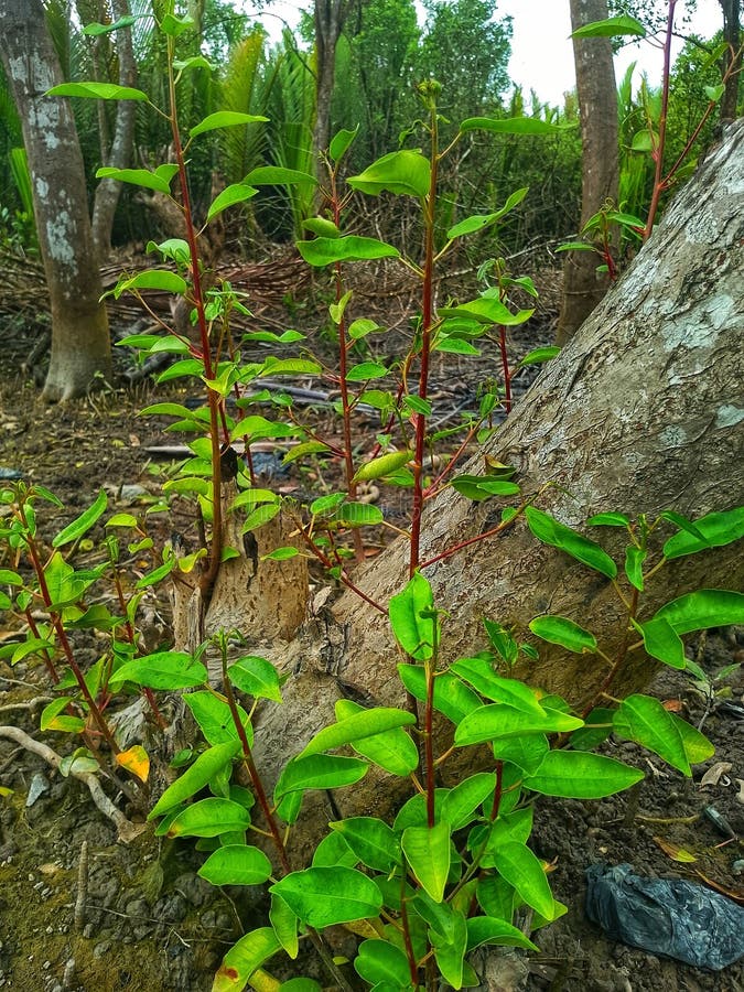 A Small Tree that Just Grows on a Big Tree Stock Image - Image of grows ...