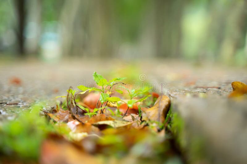 A Small Tree with Leaves Around it Grows in the Crevice of the Rock ...