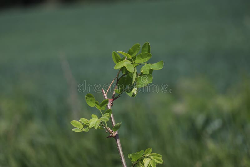Small Tree Leaves, Background Image Stock Image - Image of produce ...