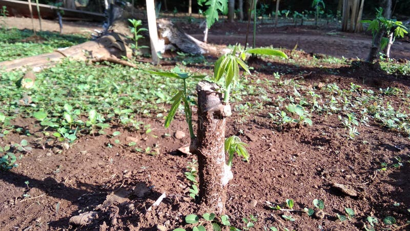 A Small Tree with Leaves that Will Grow Big Stock Photo - Image of ...